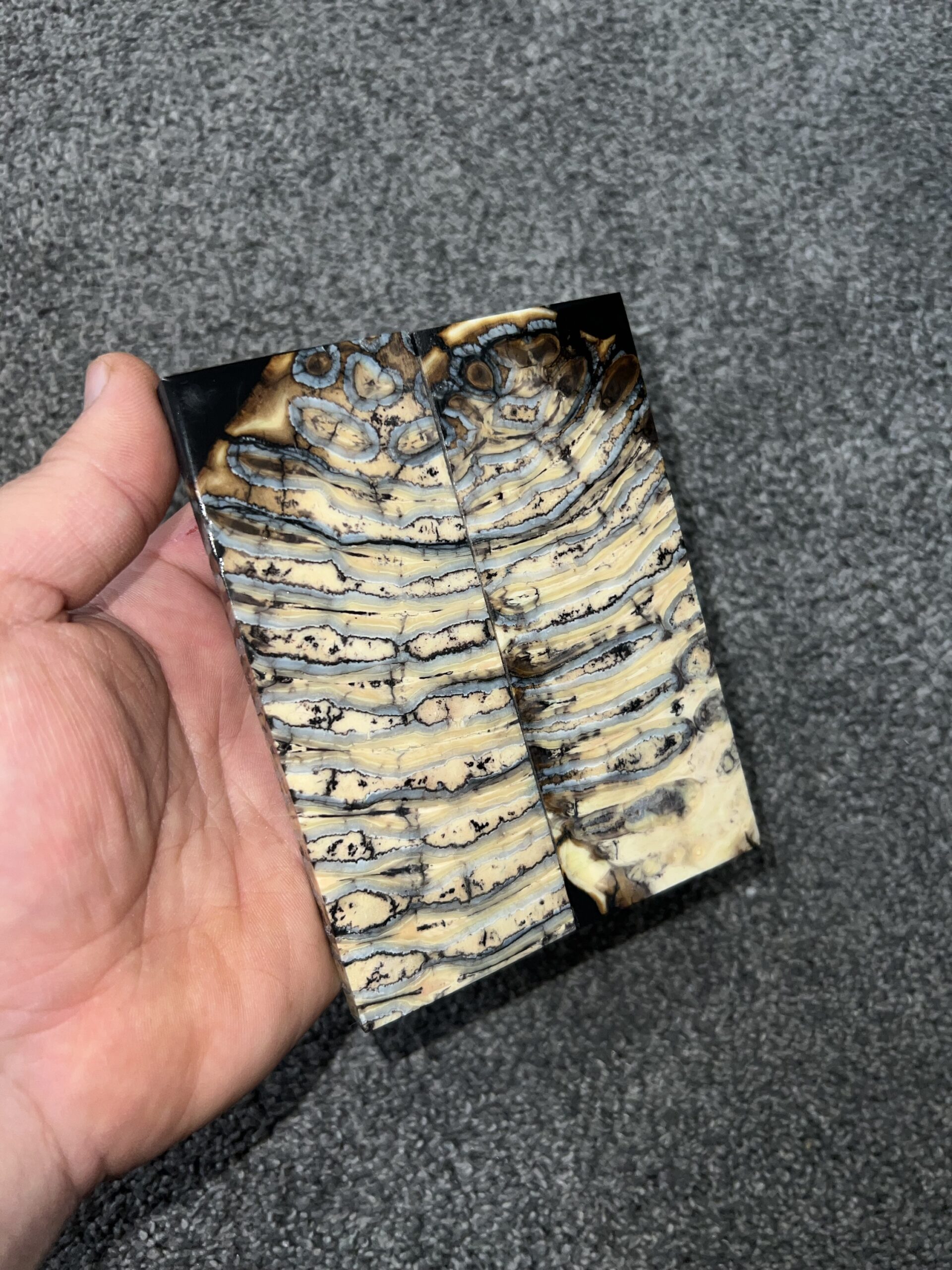 Mammoth molar scales!! - Kiran’s Koa