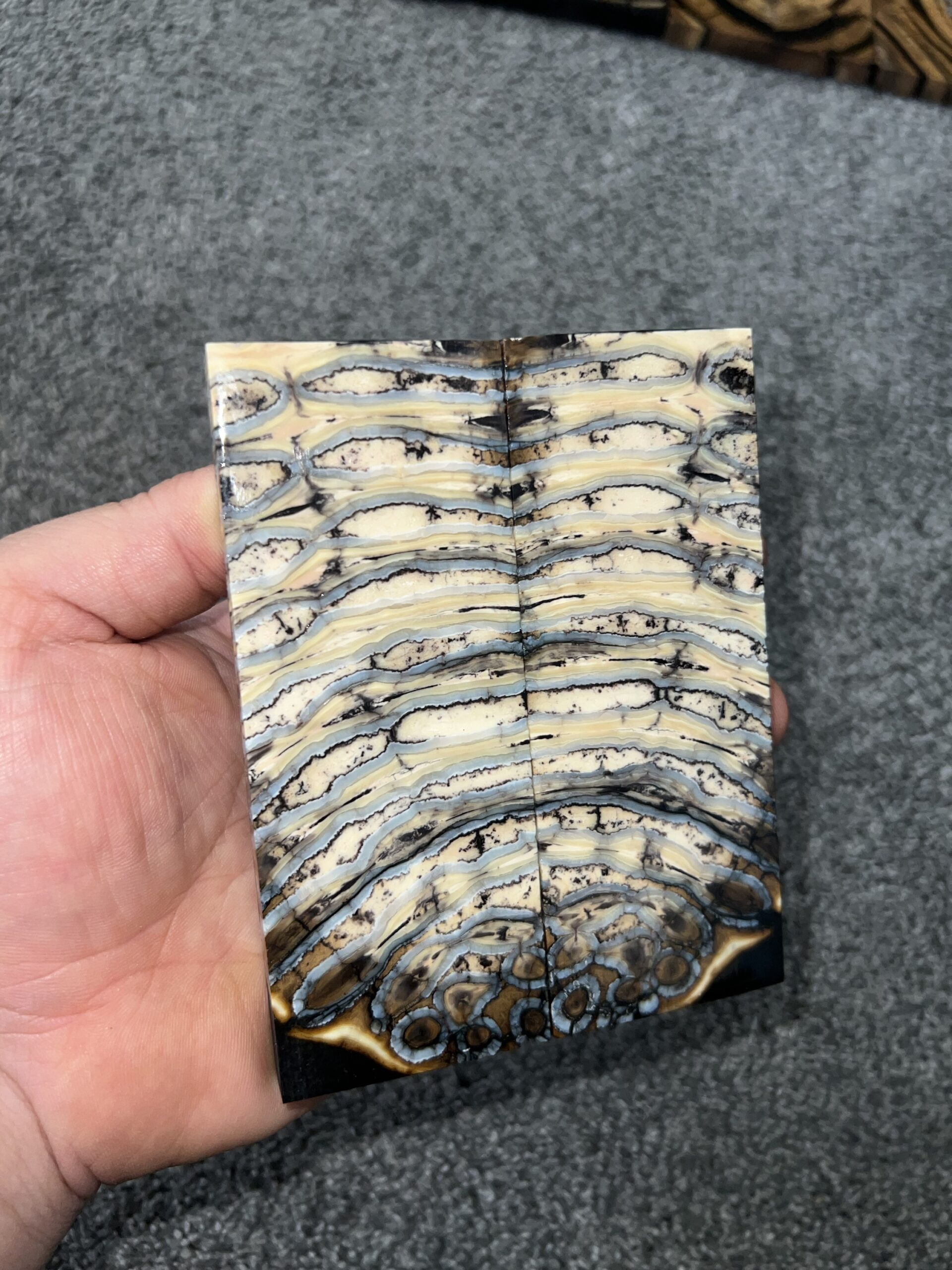 Mammoth molar scales!! - Kiran’s Koa