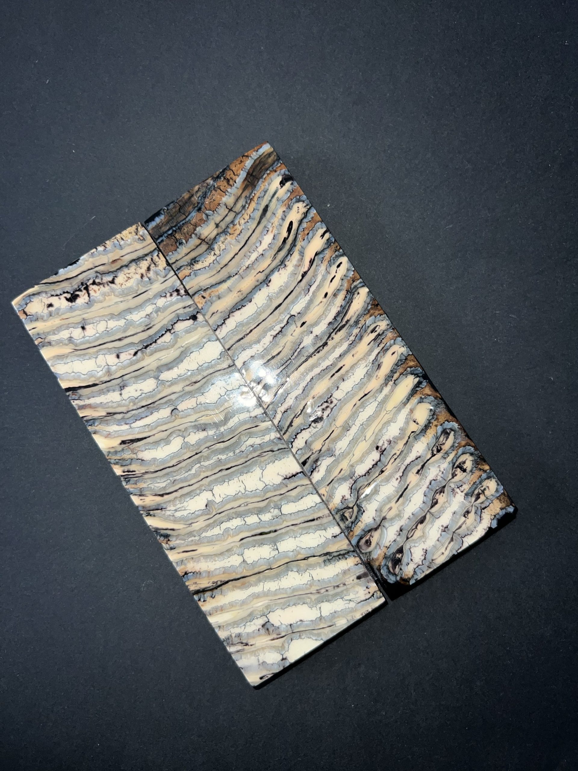 Mammoth molar scales! (Natural color) - Kiran's Koa